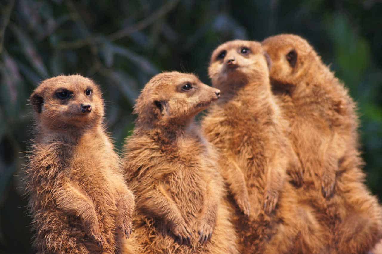 Sababurg, Duitsland is een sprookjesbestemming - Gezin op Reis