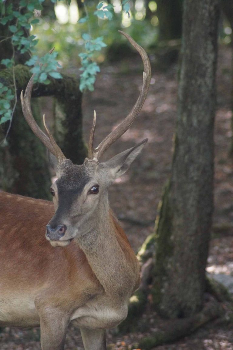 Beleef de Adriatische kust op haar kindvriendelijkst aan de Riviera dei ...