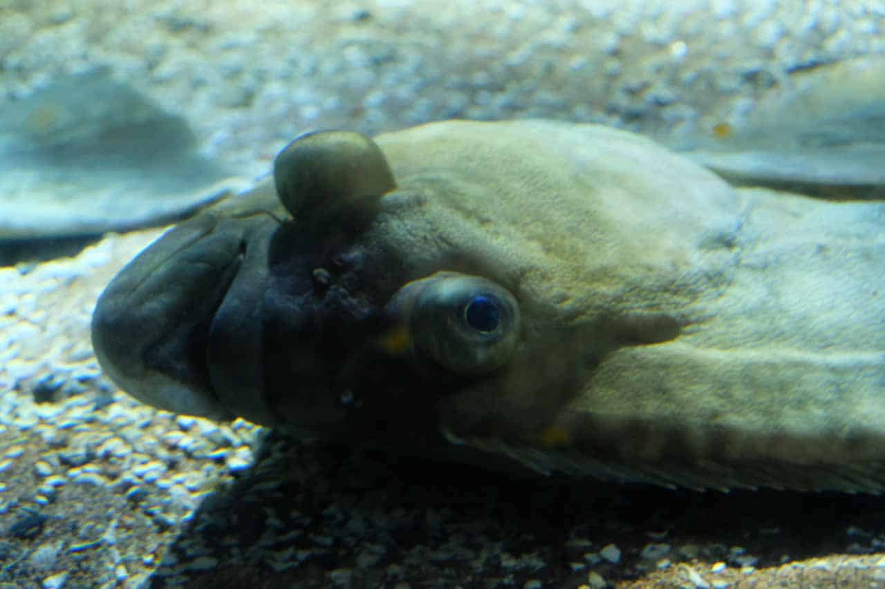Lysekil, met aquarium Havets Hus - Gezin op Reis
