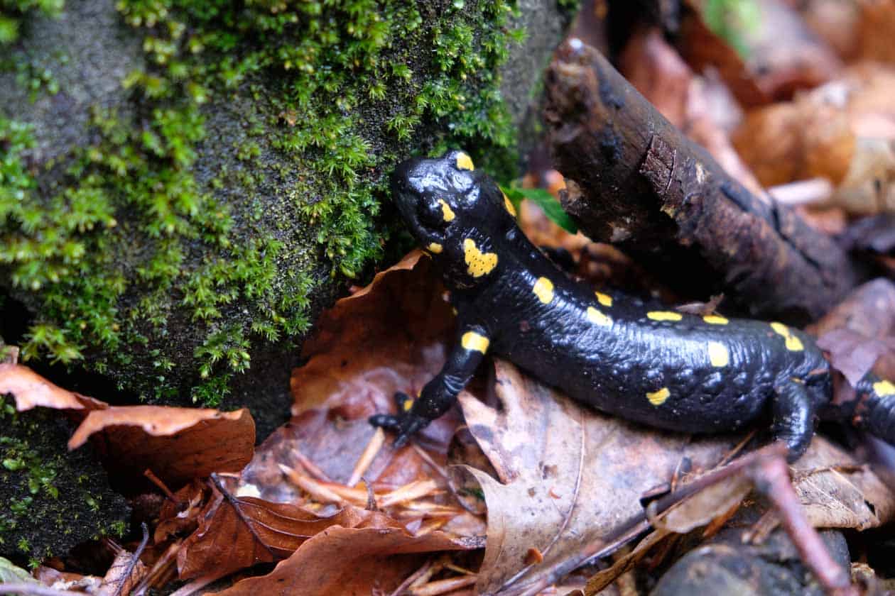 Samobor en Žumberak nationaal park Kroatië, fijn wandelen en leuk ...