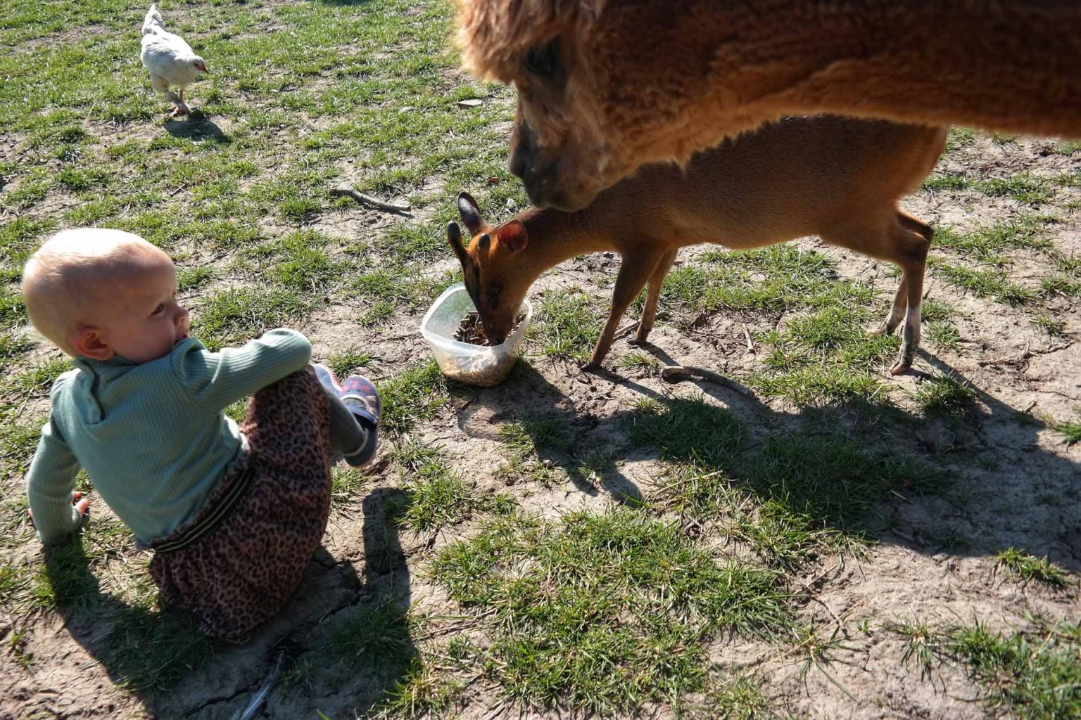 Hoeve Noordveld, de rust opzoeken en leuk dierenpark - Gezin op Reis