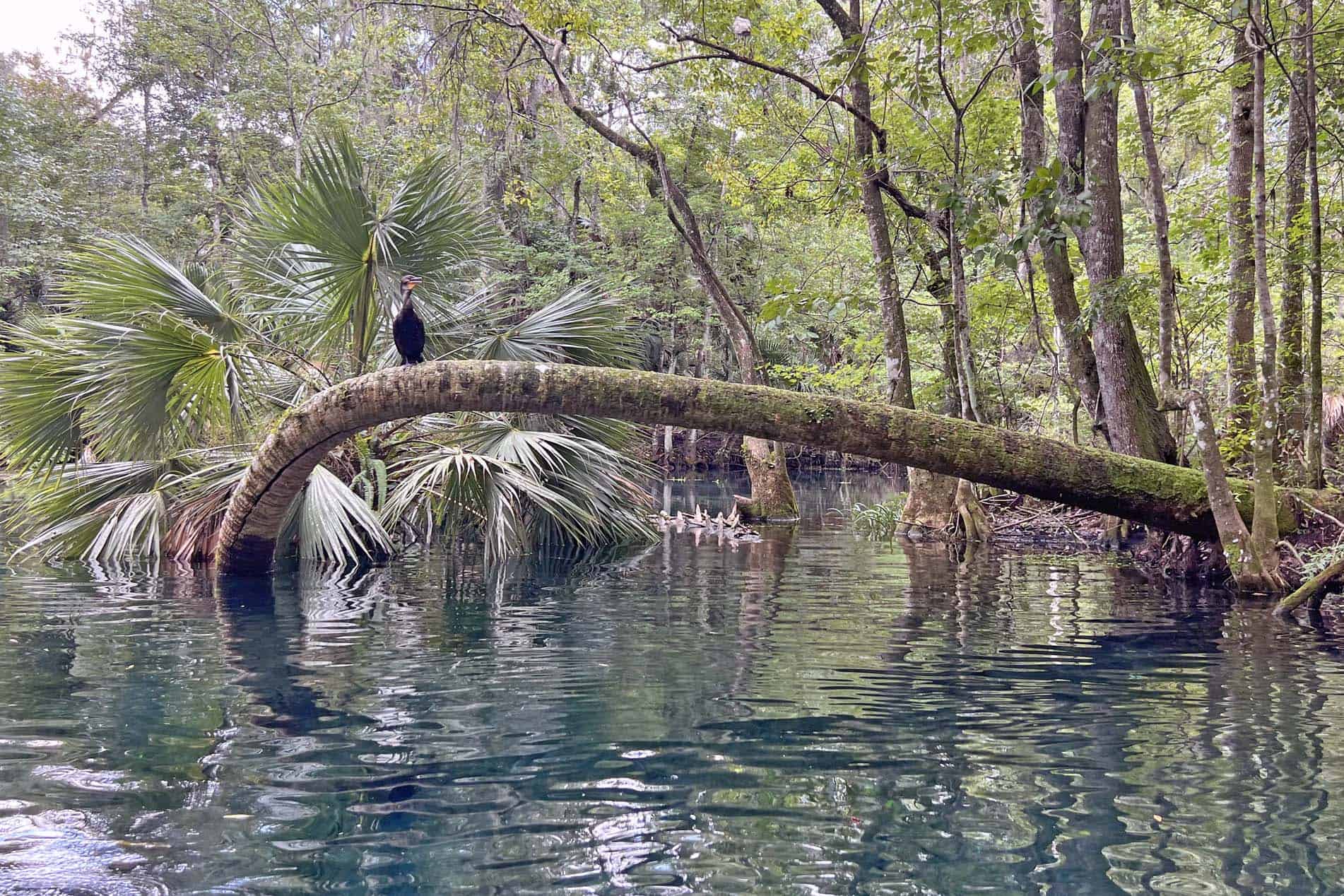 Silver Springs State Park, dagtrip van Orlando - Gezin op Reis